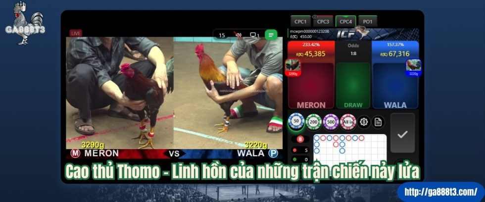 Đá gà trực tiếp tại GA888 – Tốc độ cao, đường truyền ổn định